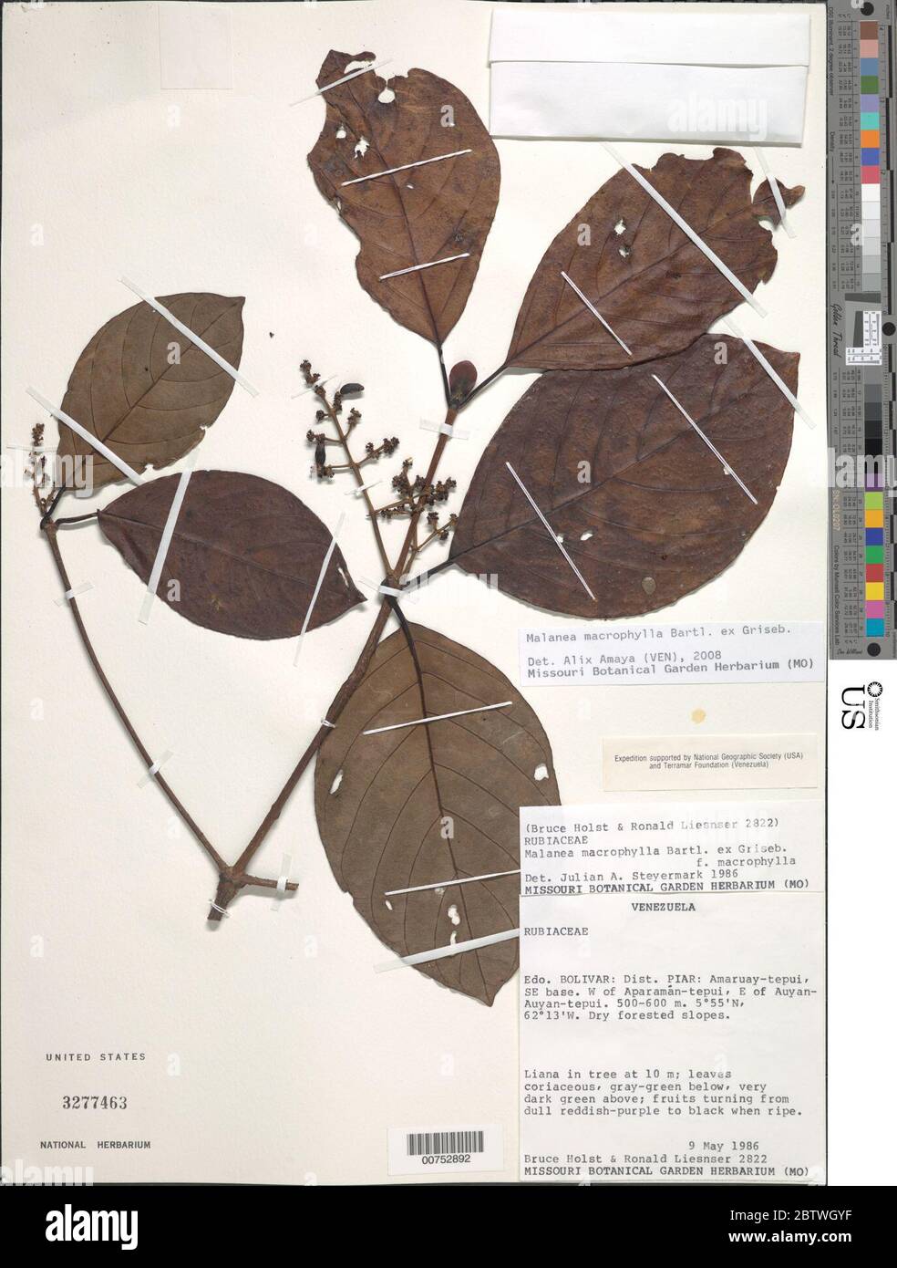 Malanea macrophylla Griseb f macrophylla Stock Photo - Alamy