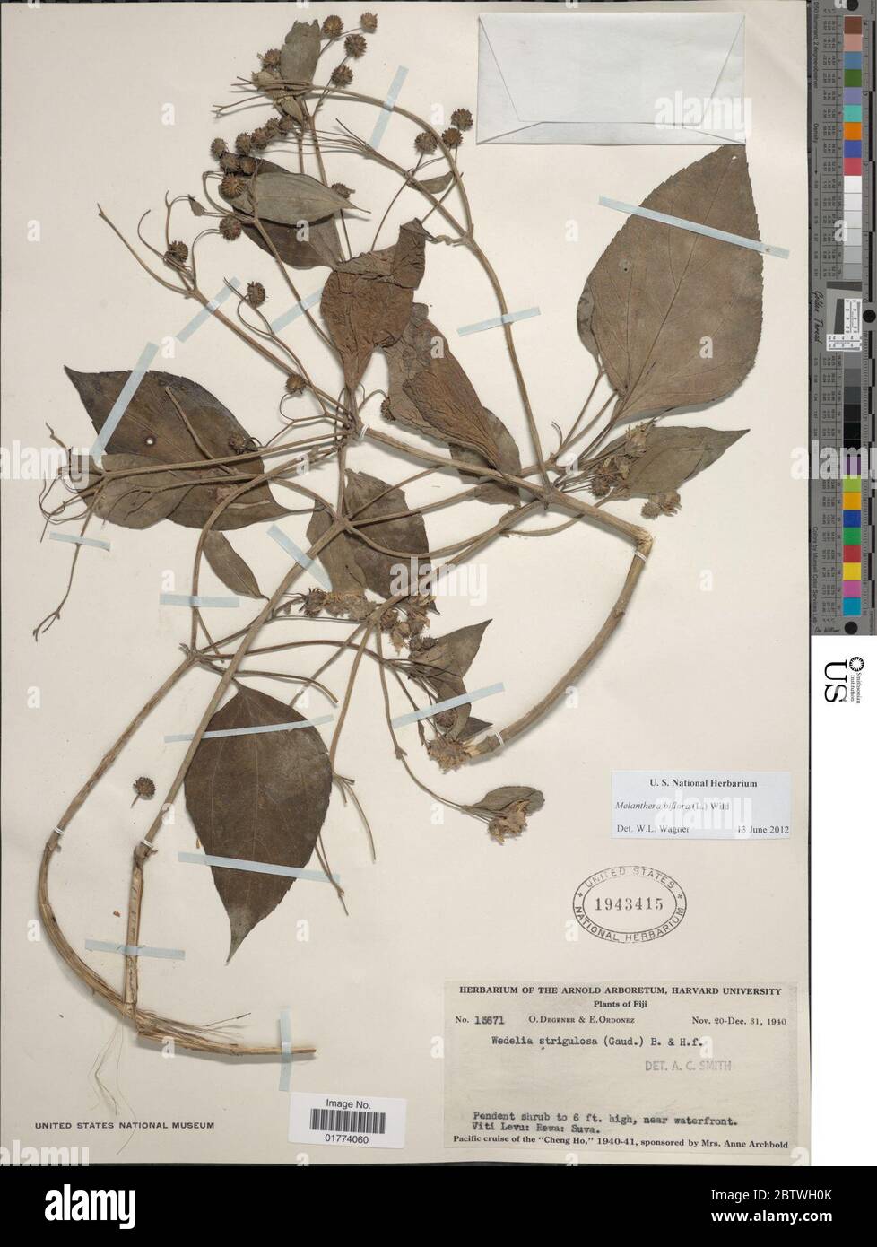 Melanthera biflora L Wild Stock Photo - Alamy