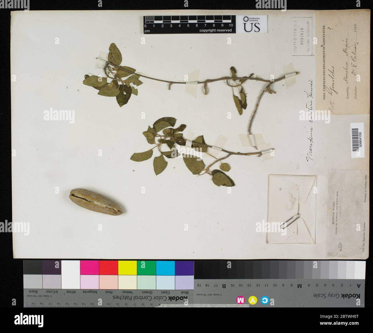 Marsdenia hi-res stock photography and images - Alamy