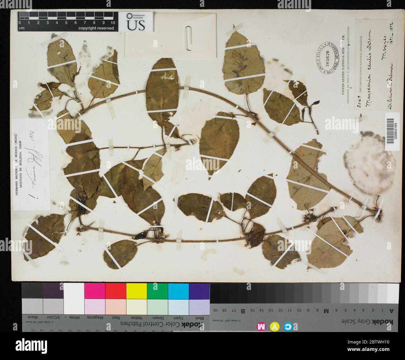 Marsdenia hi-res stock photography and images - Alamy