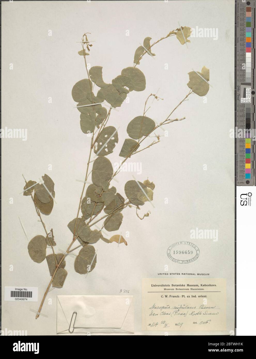 Mecopus hi-res stock photography and images - Alamy