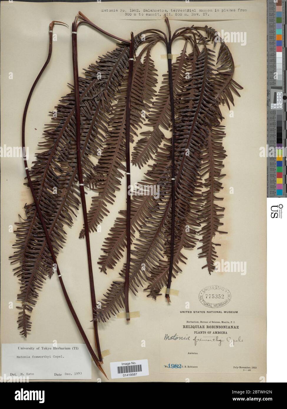 Matonia hi-res stock photography and images - Alamy