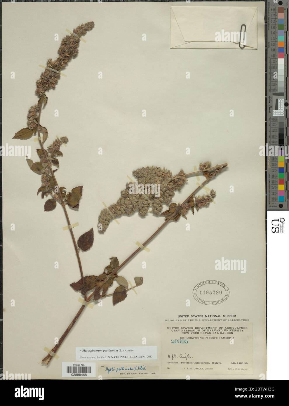 Pectinatum hi-res stock photography and images - Alamy