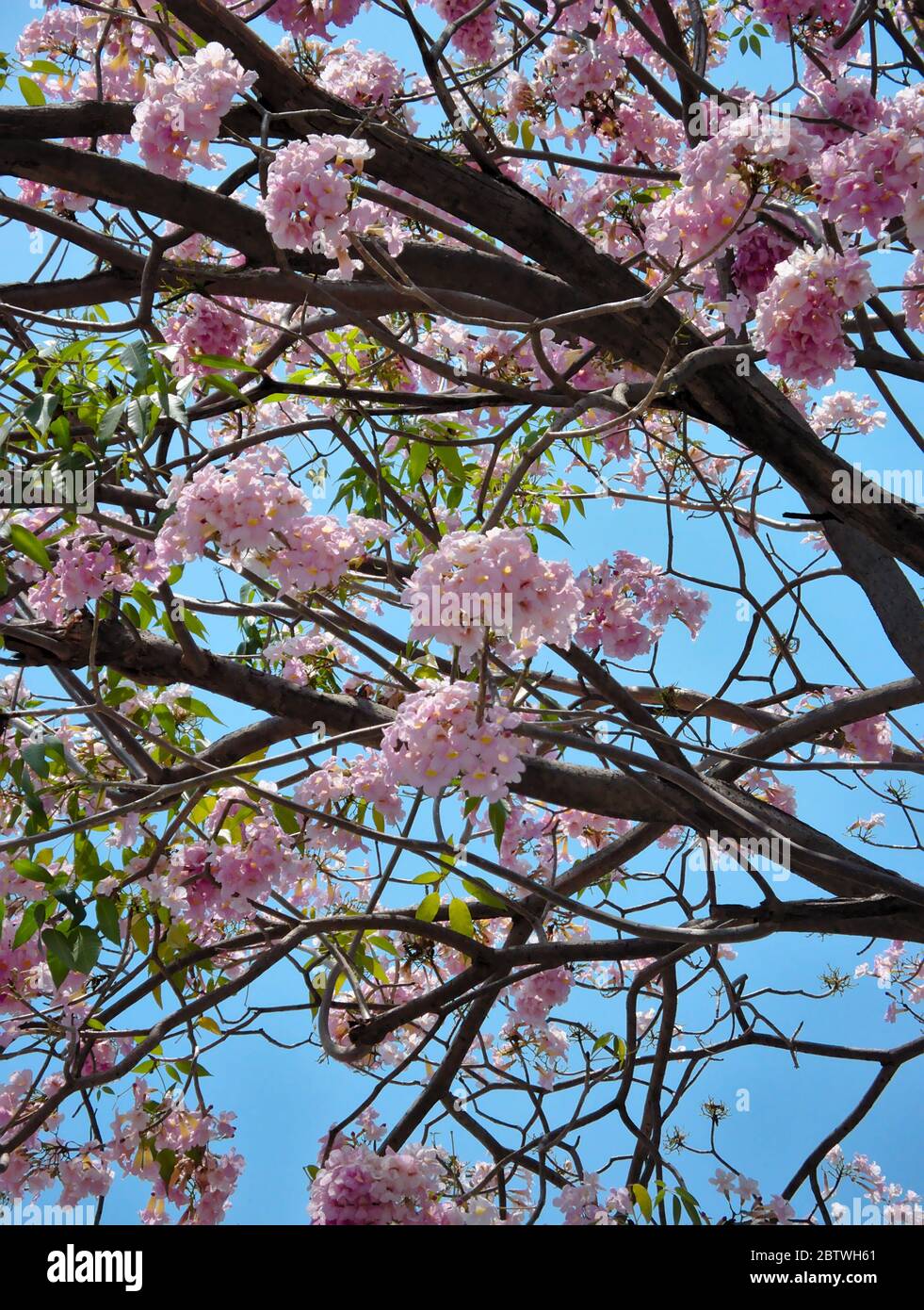 Phimai Historical Park,Phimai built according to the traditional art of ...