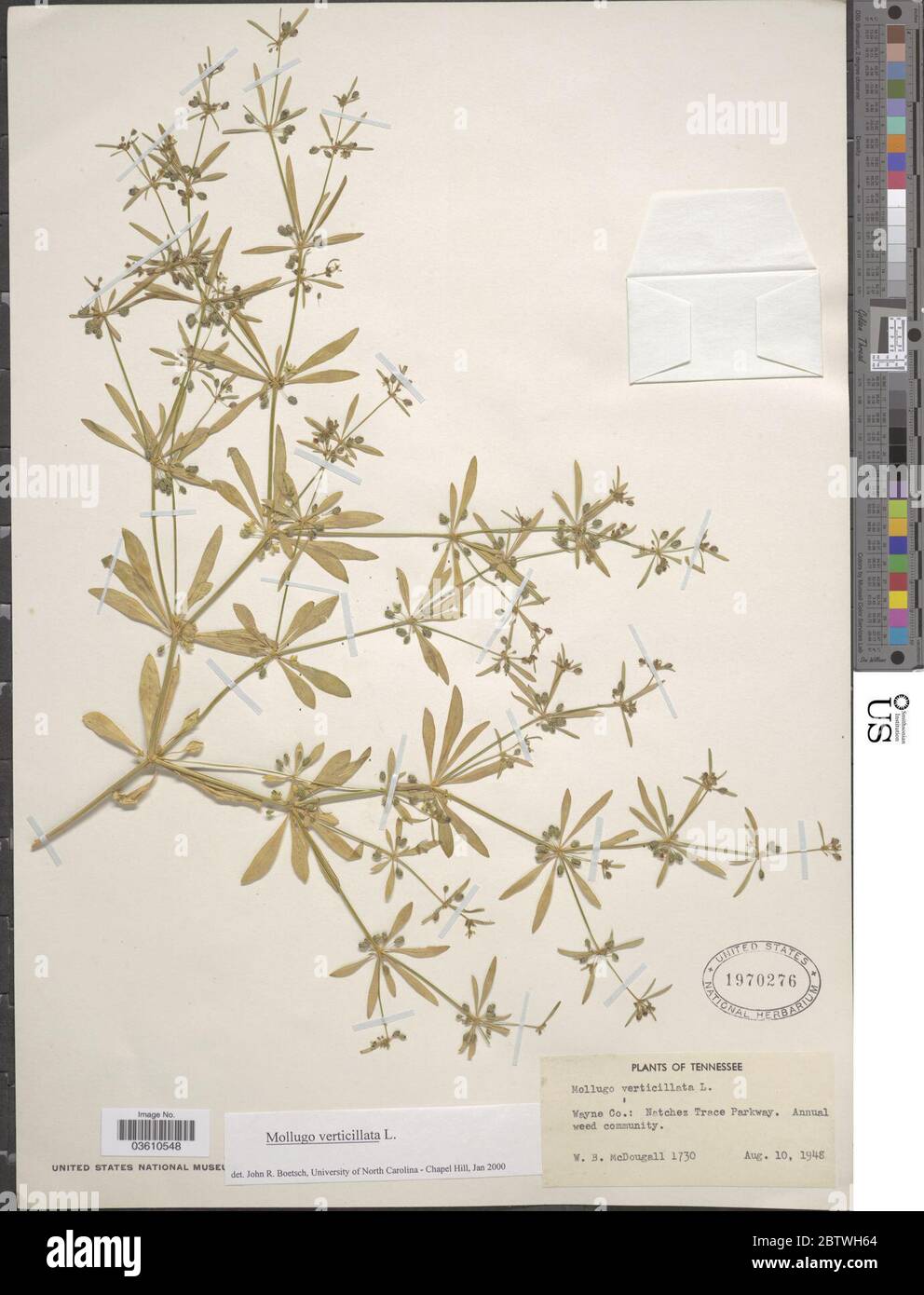 Mollugo verticillata L Stock Photo - Alamy