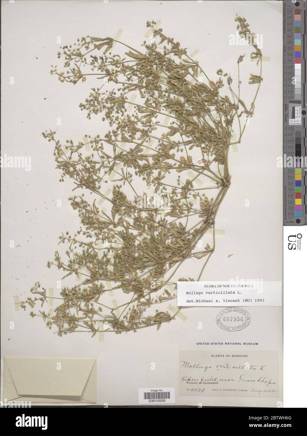 Mollugo verticillata L Stock Photo - Alamy