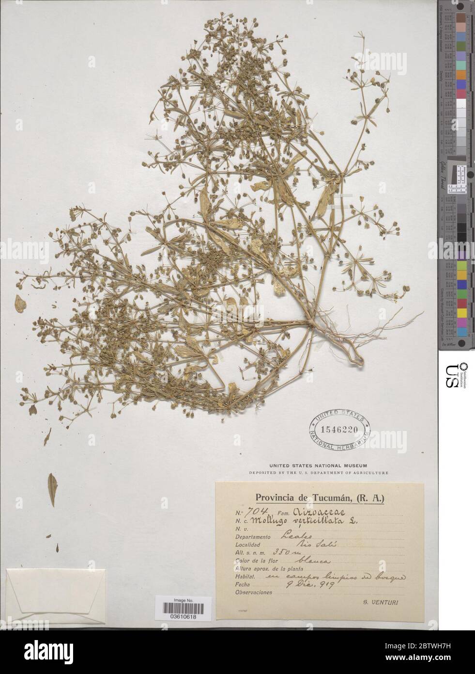 Mollugo verticillata L Stock Photo - Alamy