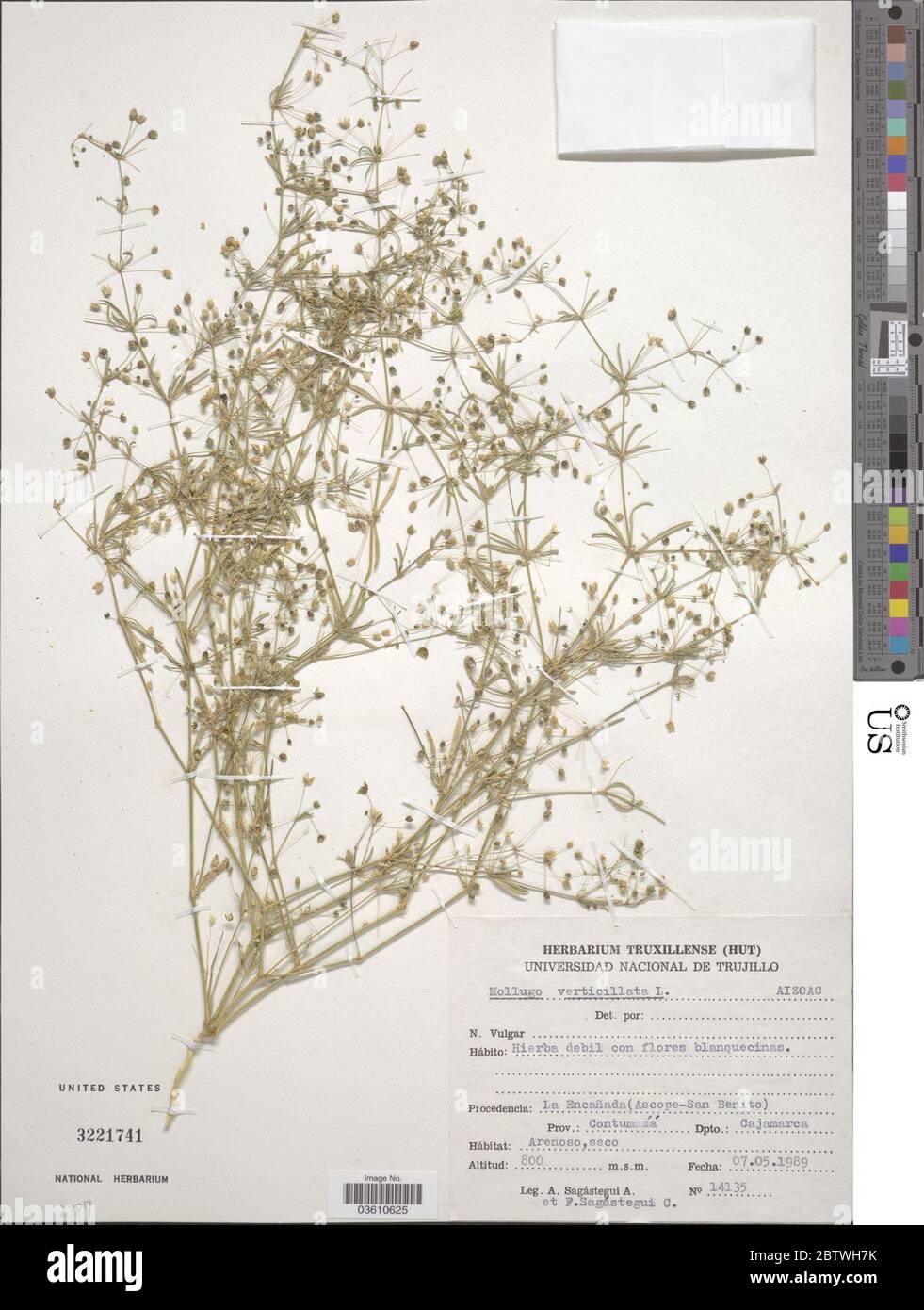 Mollugo verticillata L Stock Photo - Alamy