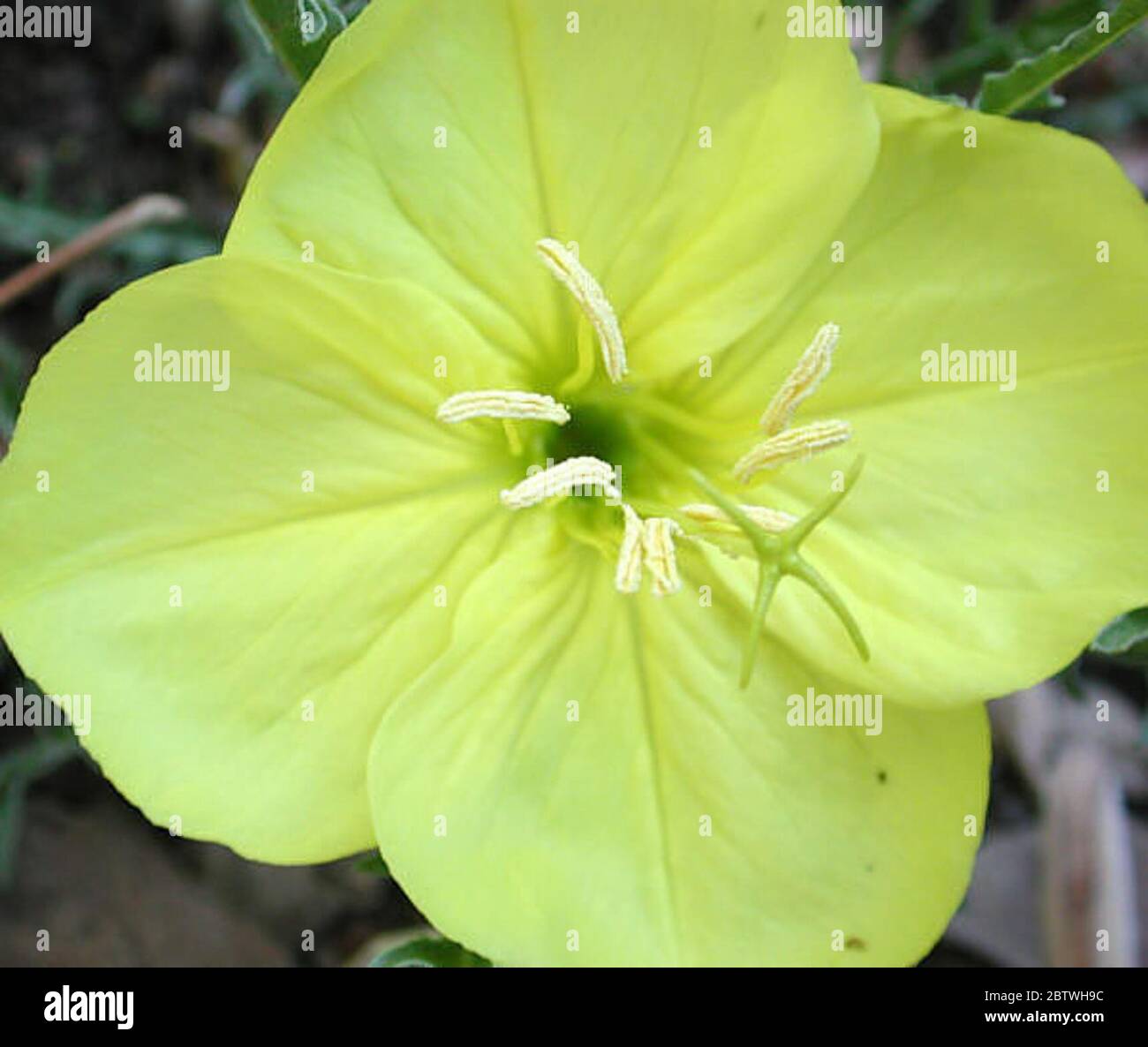 Oenothera acutissima WL Wagner Stock Photo - Alamy