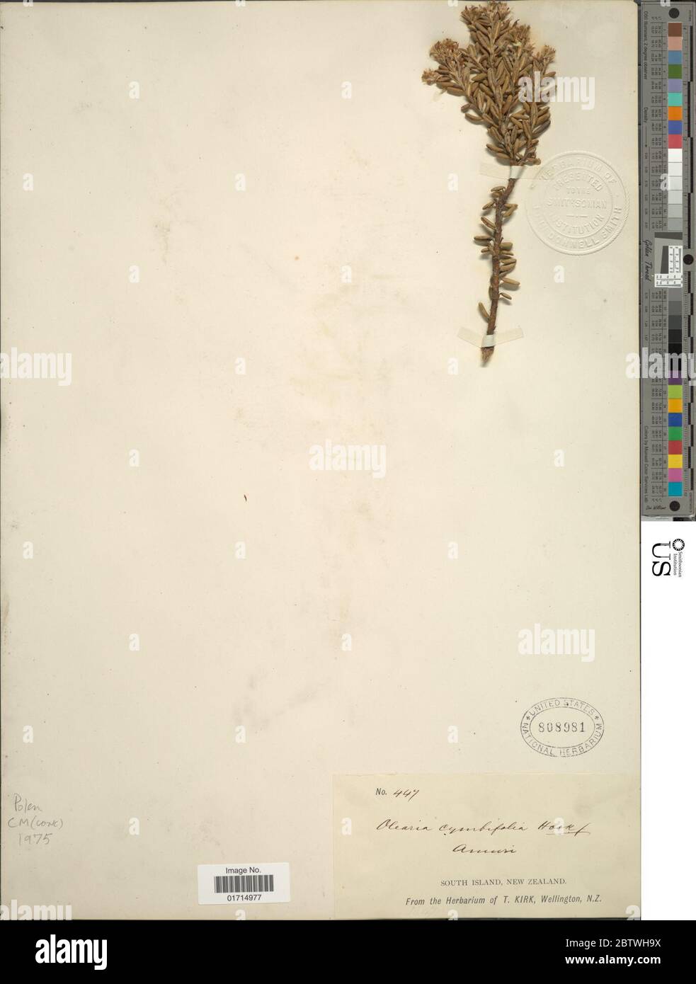 Olearia specimen olearia specimen hi-res stock photography and images ...