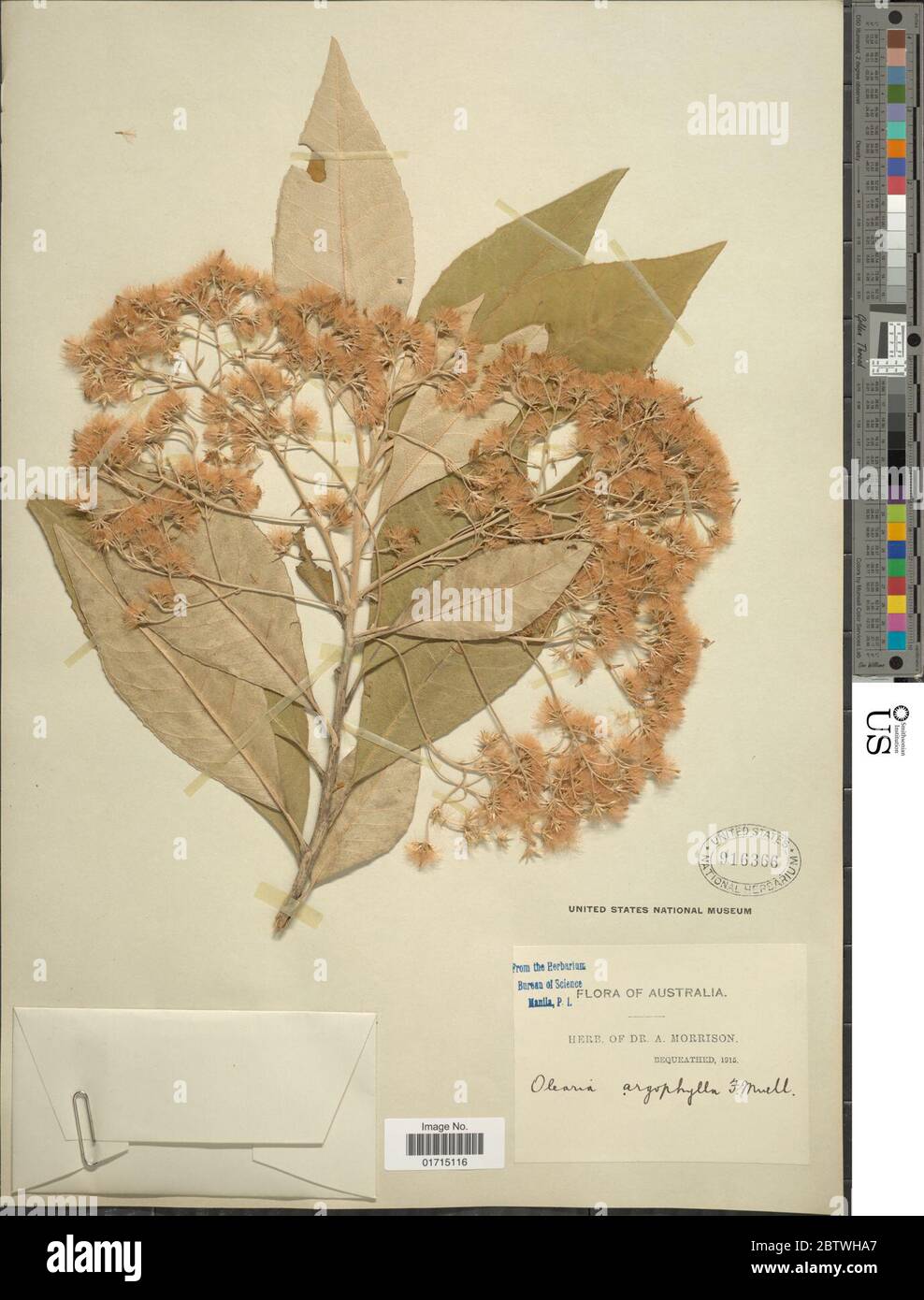 Olearia specimen olearia specimen hi-res stock photography and images ...