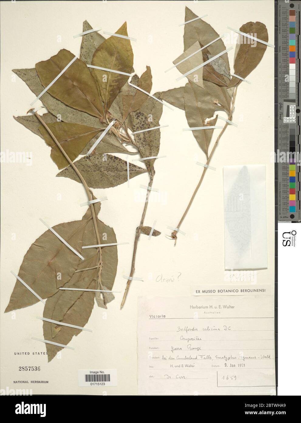 Olearia specimen olearia specimen hi-res stock photography and images ...
