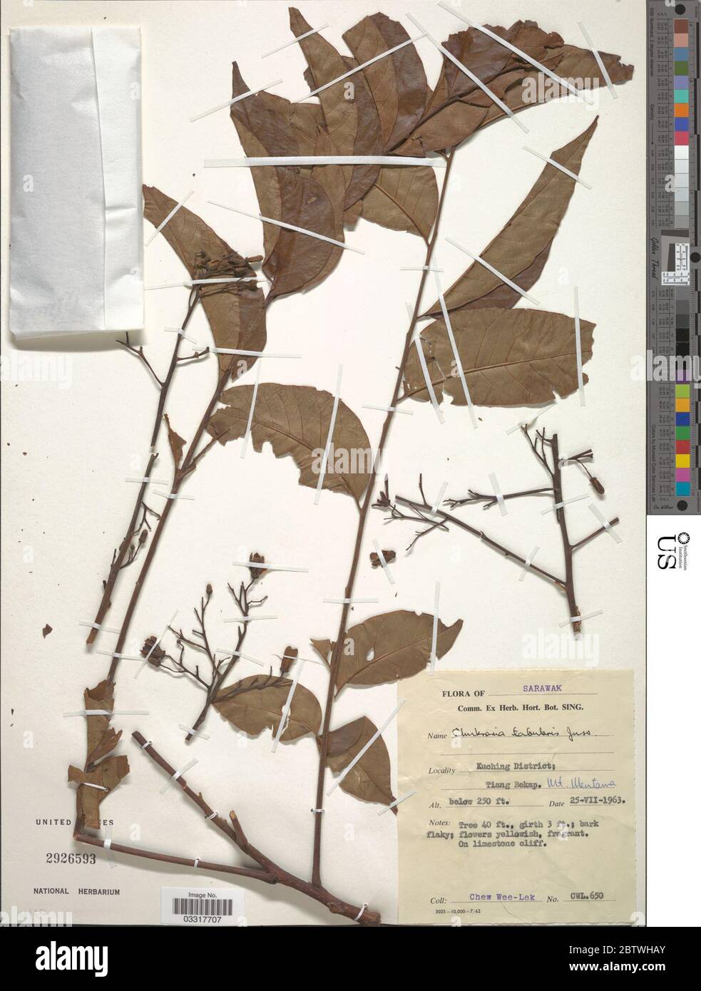 Chukrasia tabularis Juss. 12 Jul 20191 Stock Photo - Alamy