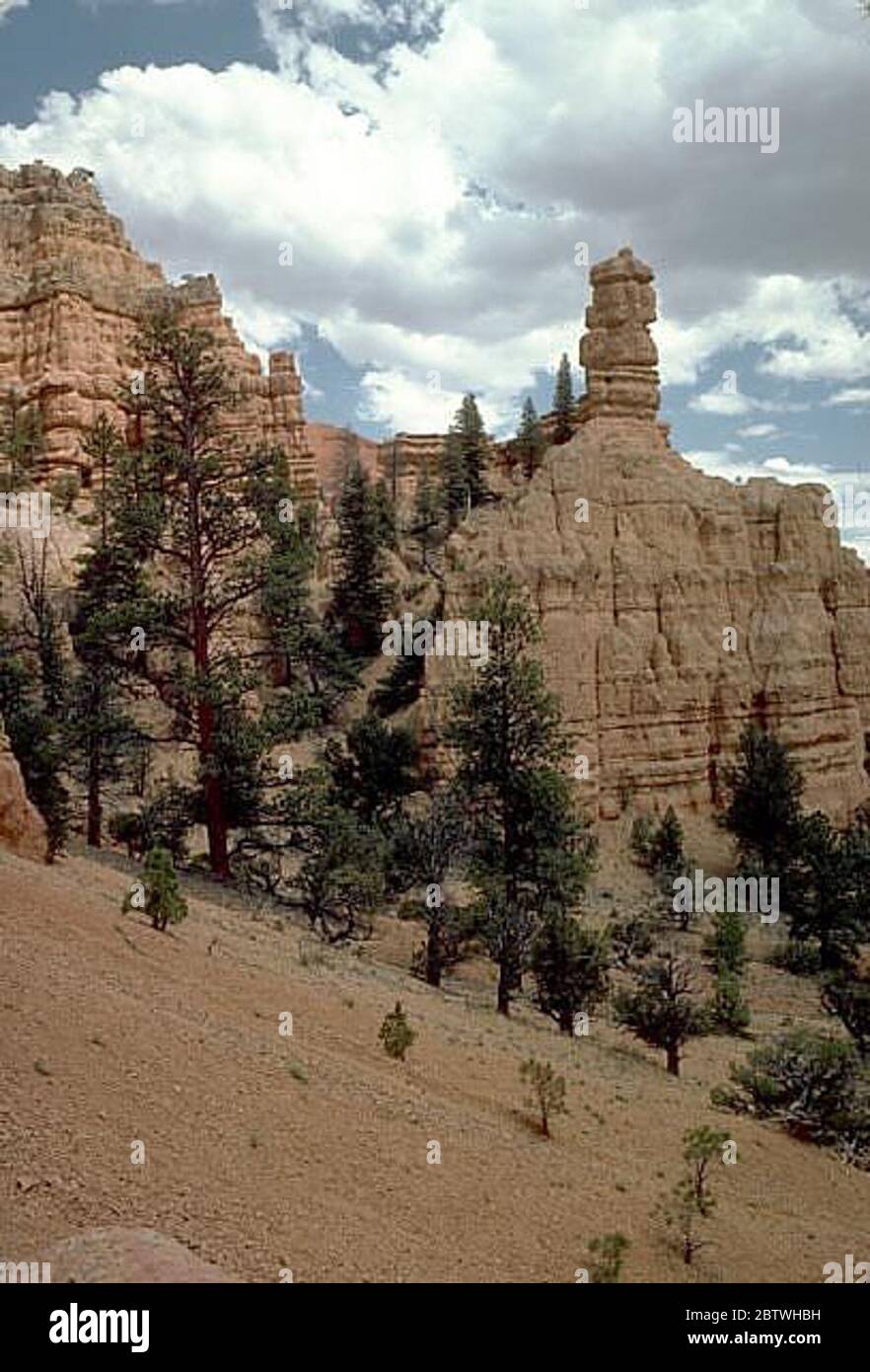 Oenothera howardii A Nelson ME Jones ex Prain Stock Photo - Alamy