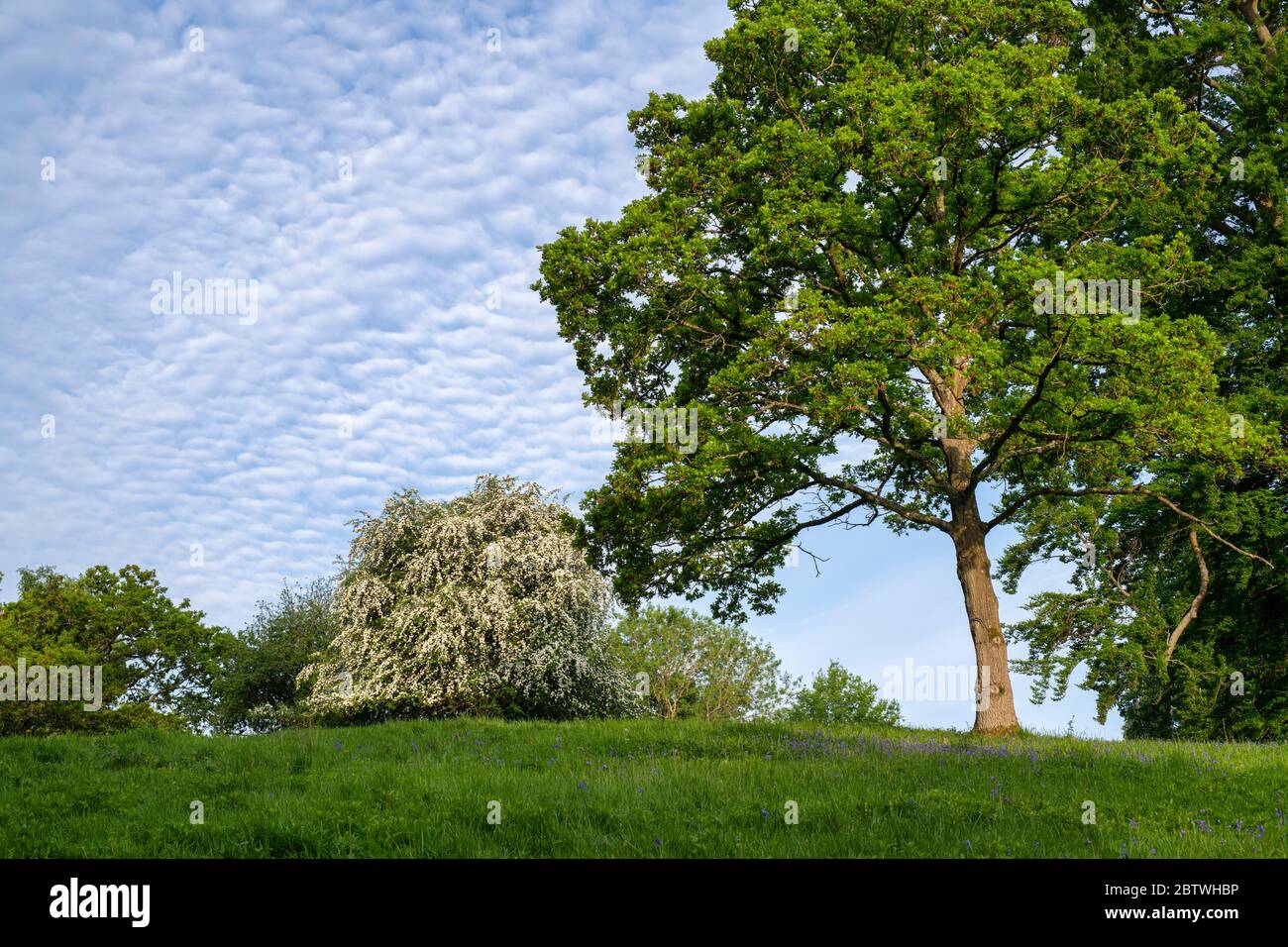 Whitethorn tree hi-res stock photography and images - Alamy