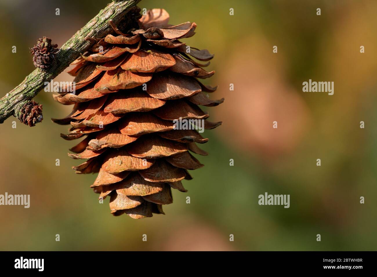 Cone of a tree from the side Stock Photo - Alamy