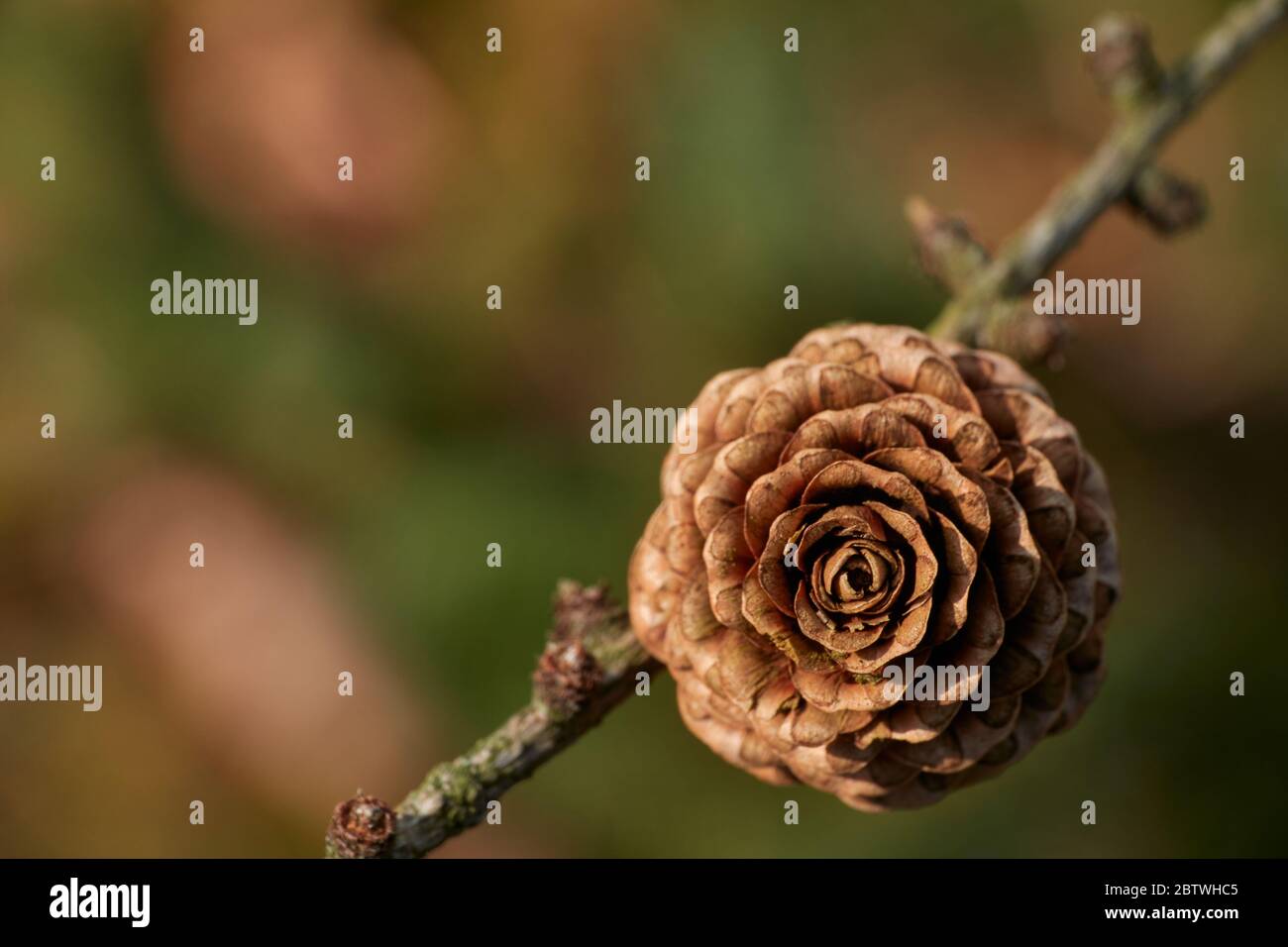 Background from texture beech hi-res stock photography and images - Alamy
