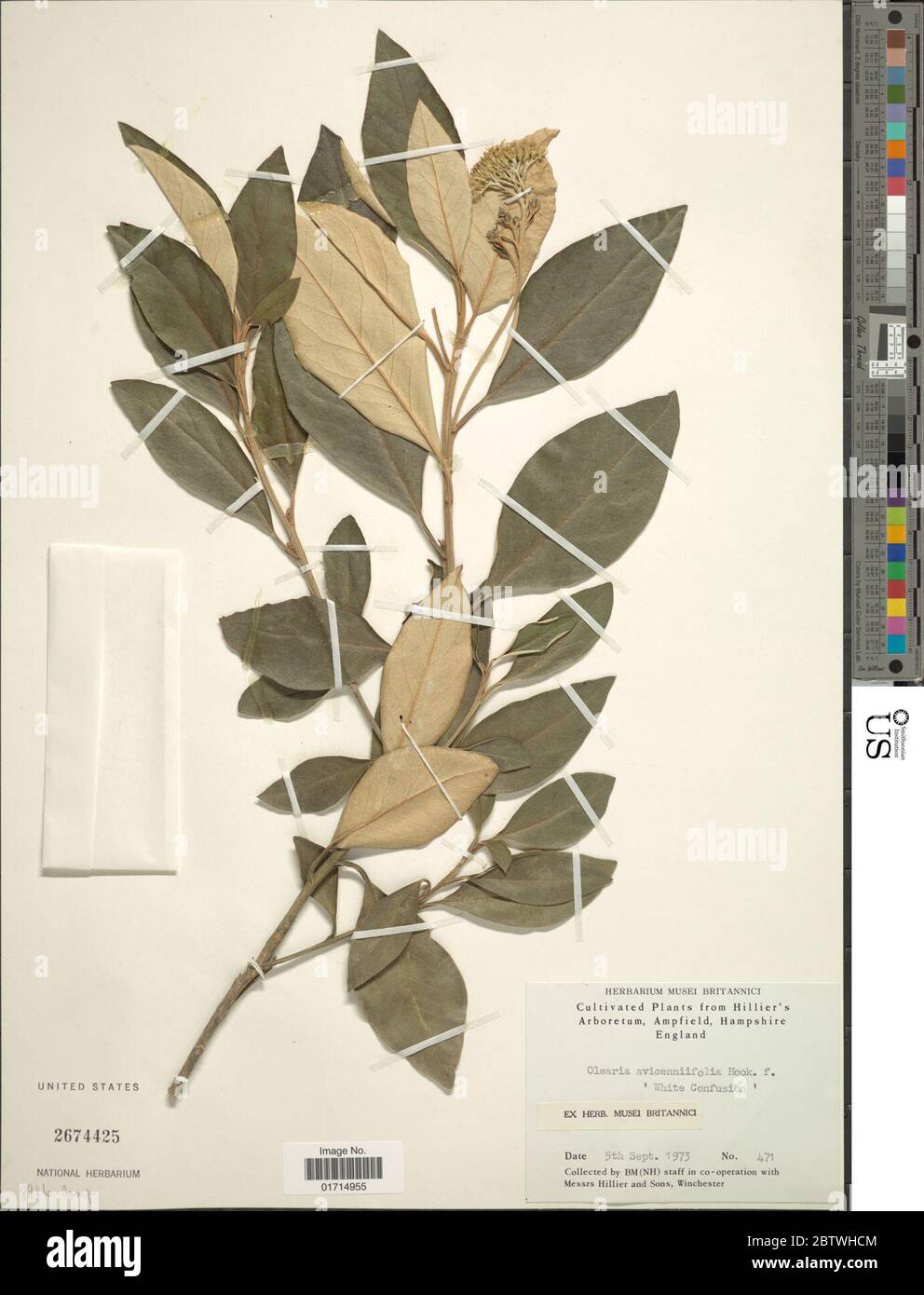 Olearia specimen olearia specimen hi-res stock photography and images ...