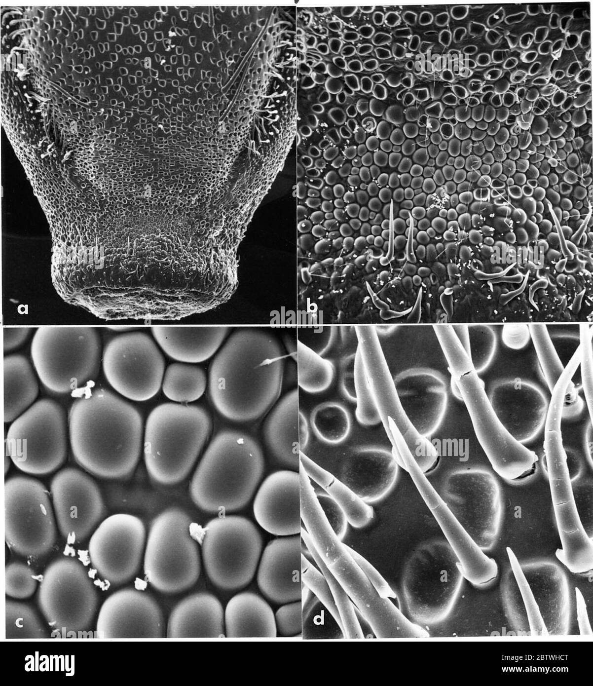 Olyra longifolia Kunth Stock Photo - Alamy