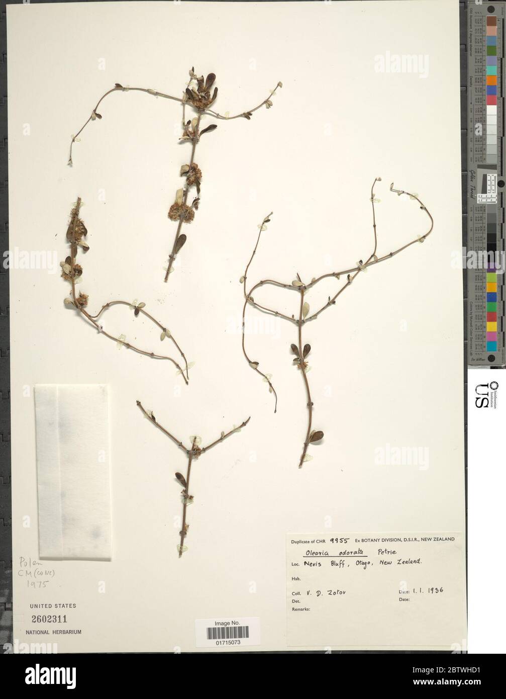 Olearia specimen olearia specimen hi-res stock photography and images ...