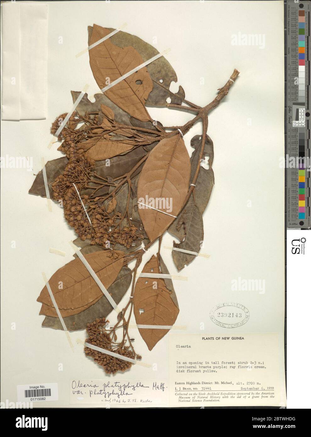 Olearia specimen olearia specimen hi-res stock photography and images ...