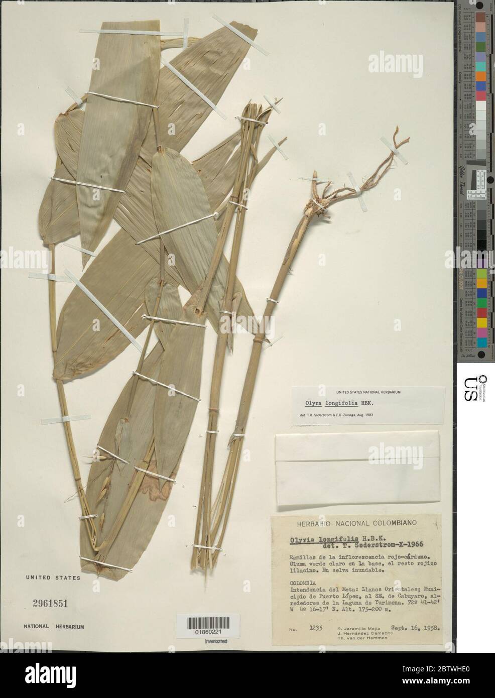 Olyra longifolia Kunth Stock Photo - Alamy