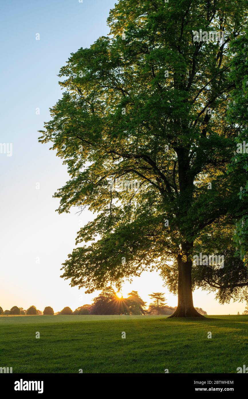 Spring sunrise across Blenheim palace park. Oxfordshire, England Stock ...