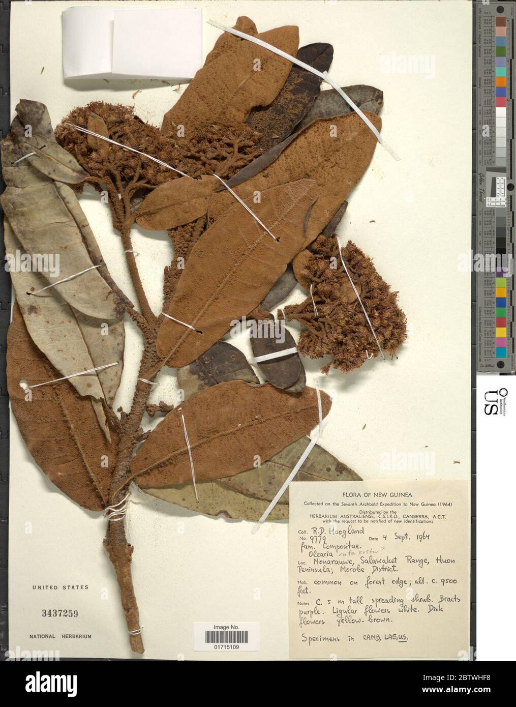 Olearia specimen olearia specimen hi-res stock photography and images ...