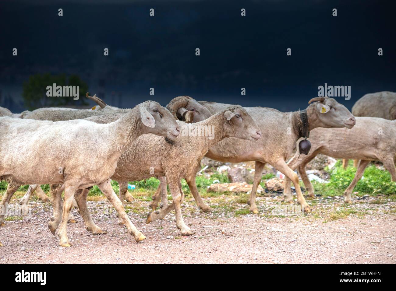 Goats and flock of sheep grazing in the meadow, They are preparing for ...