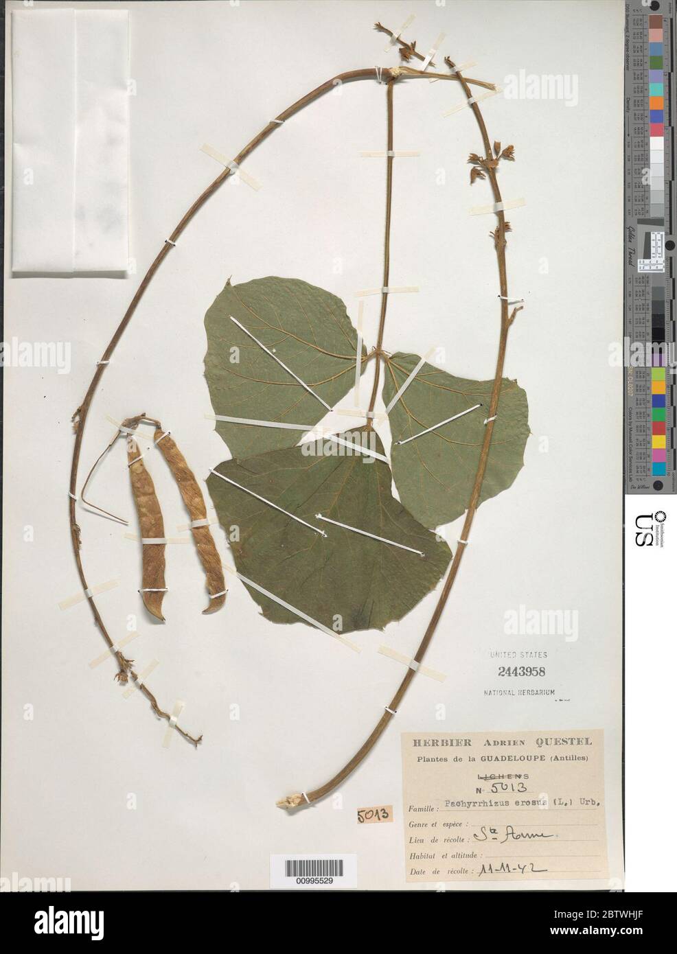 Pachyrhizus erosus hi-res stock photography and images - Alamy
