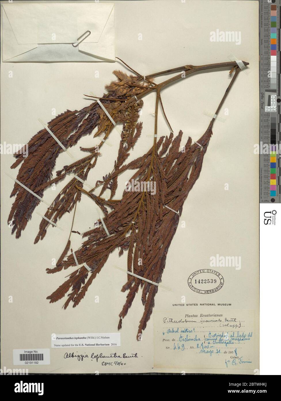 Paraserianthes lophantha hi-res stock photography and images - Alamy