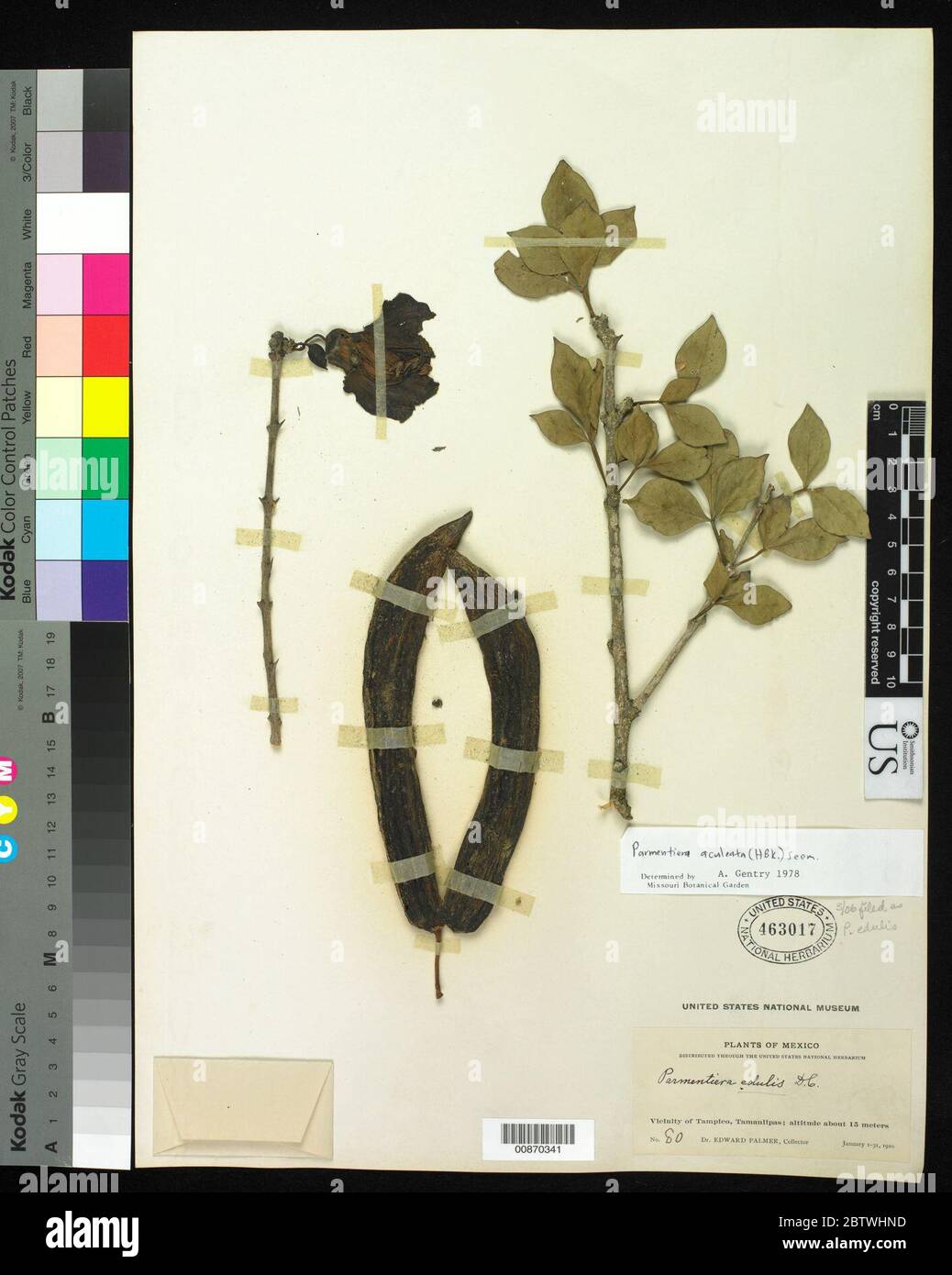 Parmentiera edulis hi-res stock photography and images - Alamy