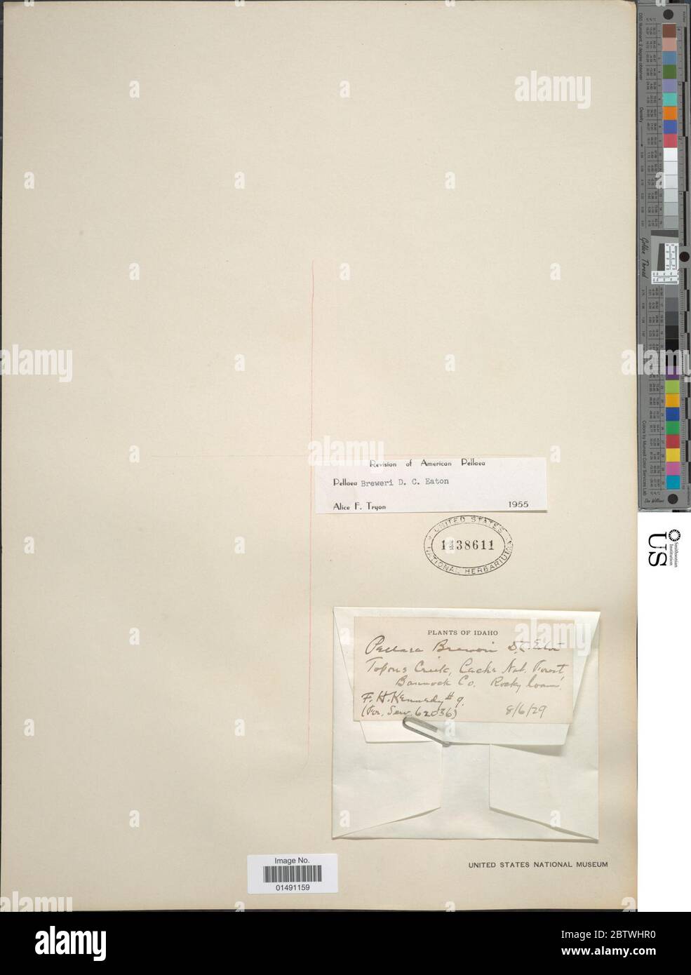 Pellaea breweri DC Eaton Stock Photo - Alamy