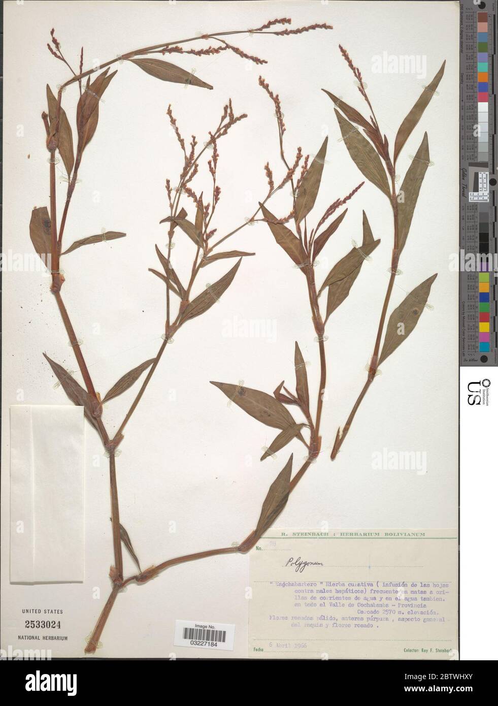 Polygonum sp hi-res stock photography and images - Alamy