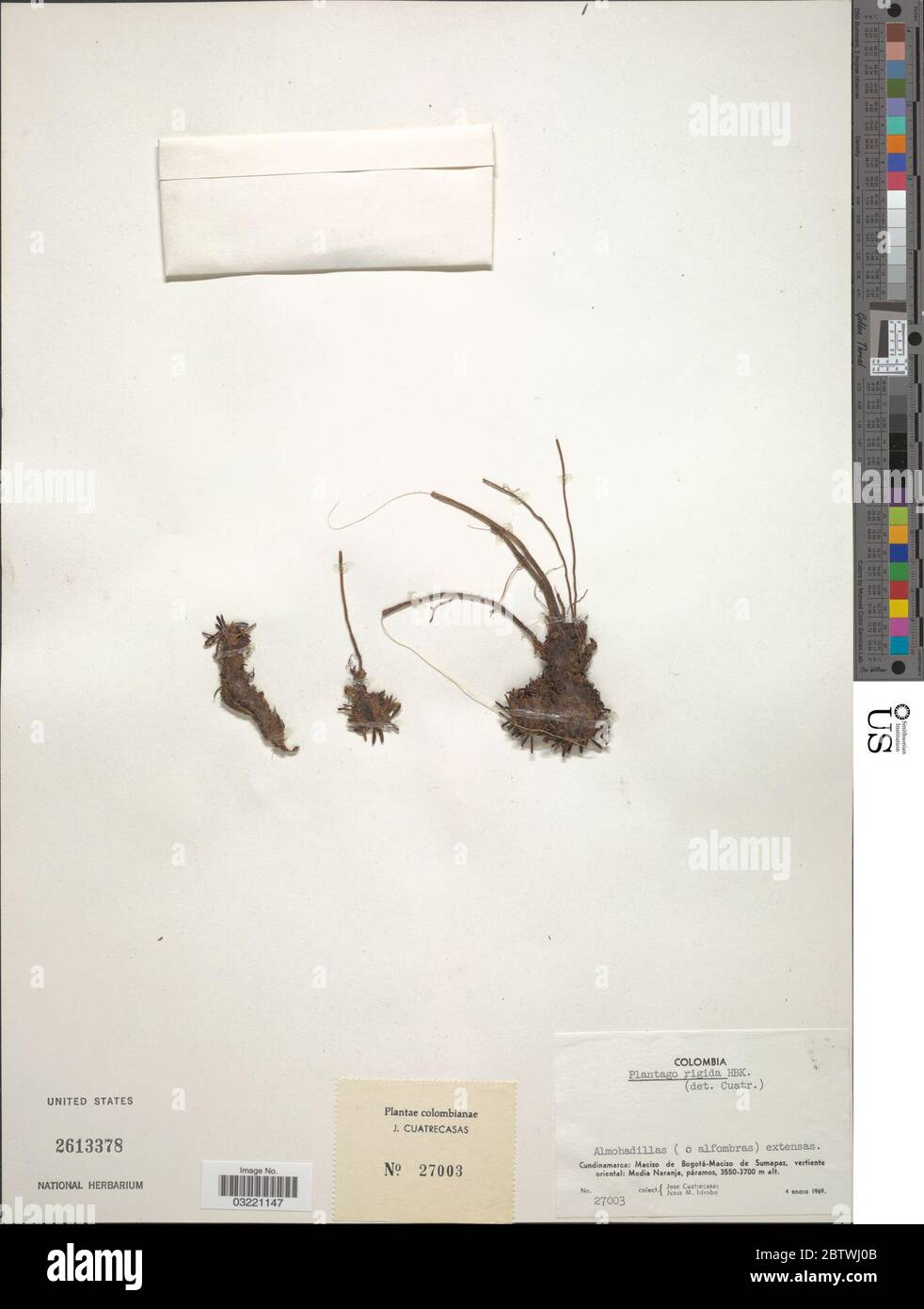 Plantago rigida HBK Stock Photo - Alamy