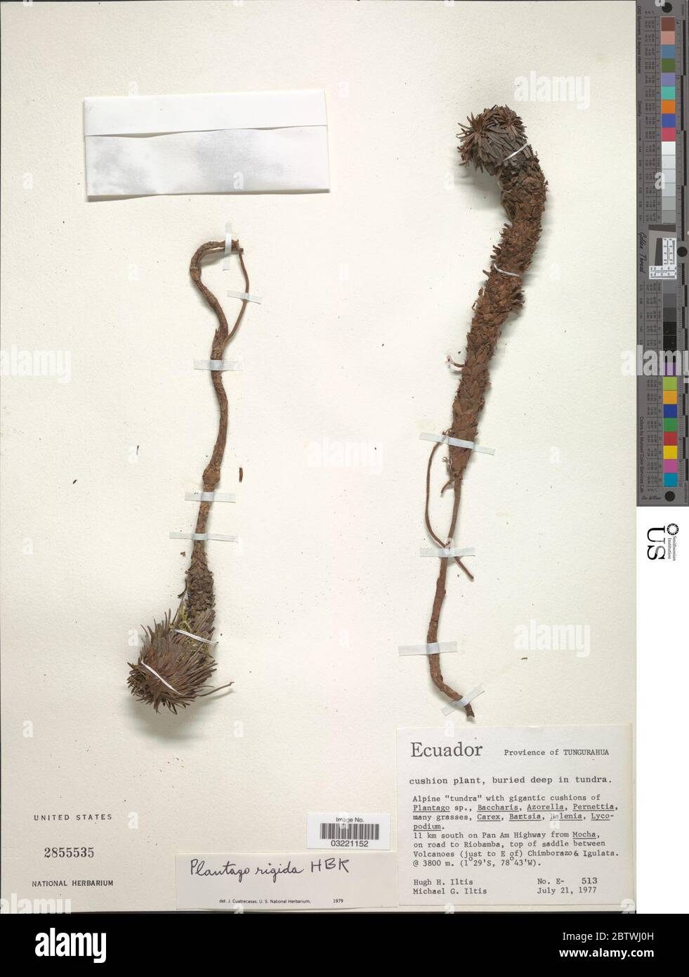 Plantago rigida HBK Stock Photo - Alamy