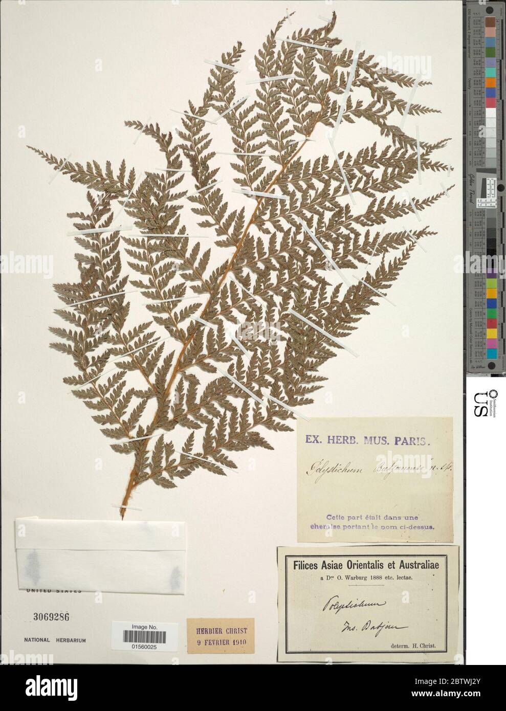 Polystichum sp hi-res stock photography and images - Alamy