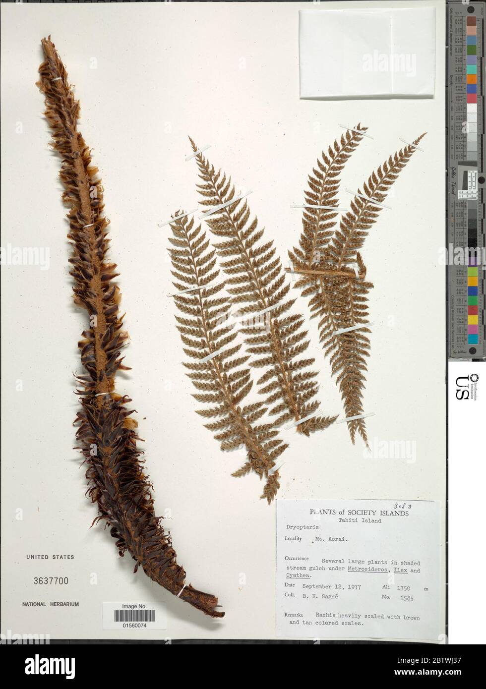 Polystichum sp hi-res stock photography and images - Alamy