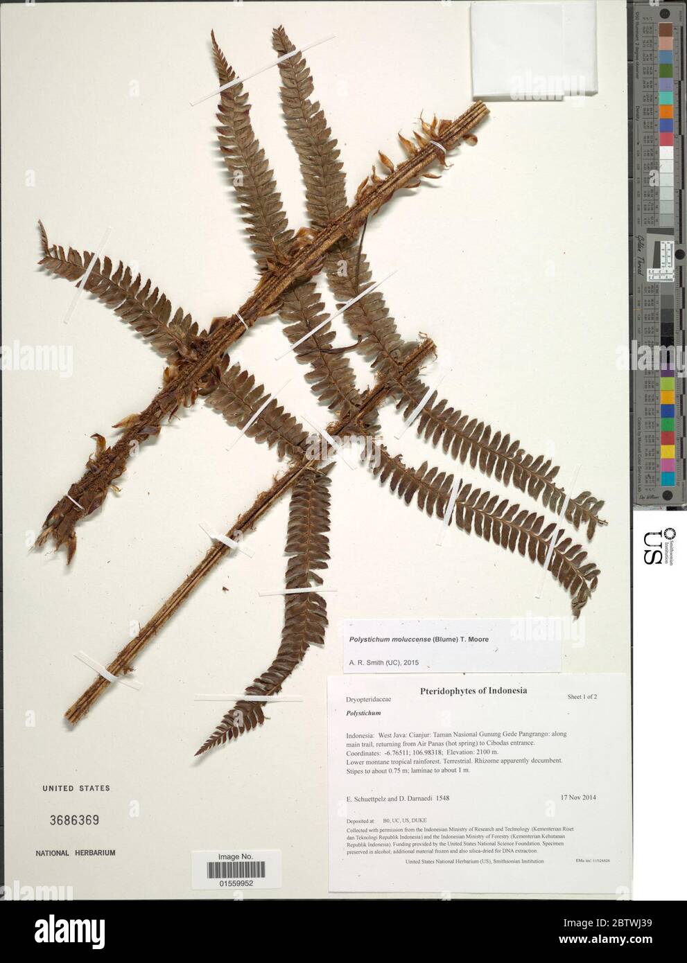Polystichum sp hi-res stock photography and images - Alamy