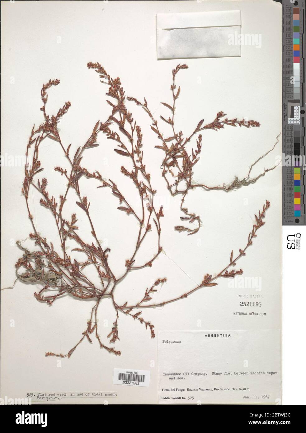 Polygonum sp hi-res stock photography and images - Alamy