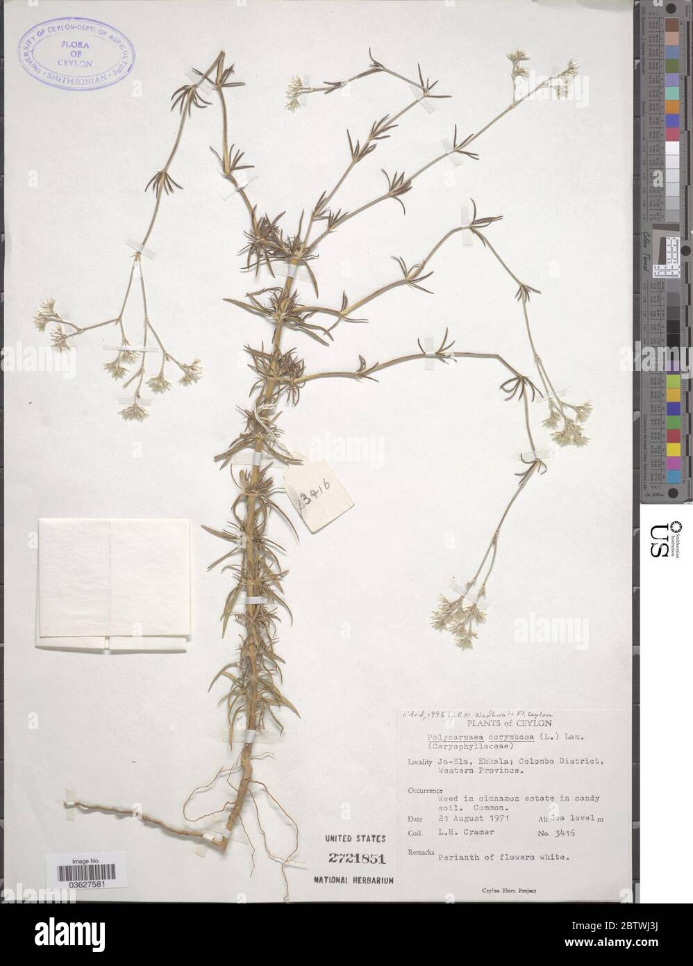 Polycarpaea corymbosa L Lam Stock Photo - Alamy