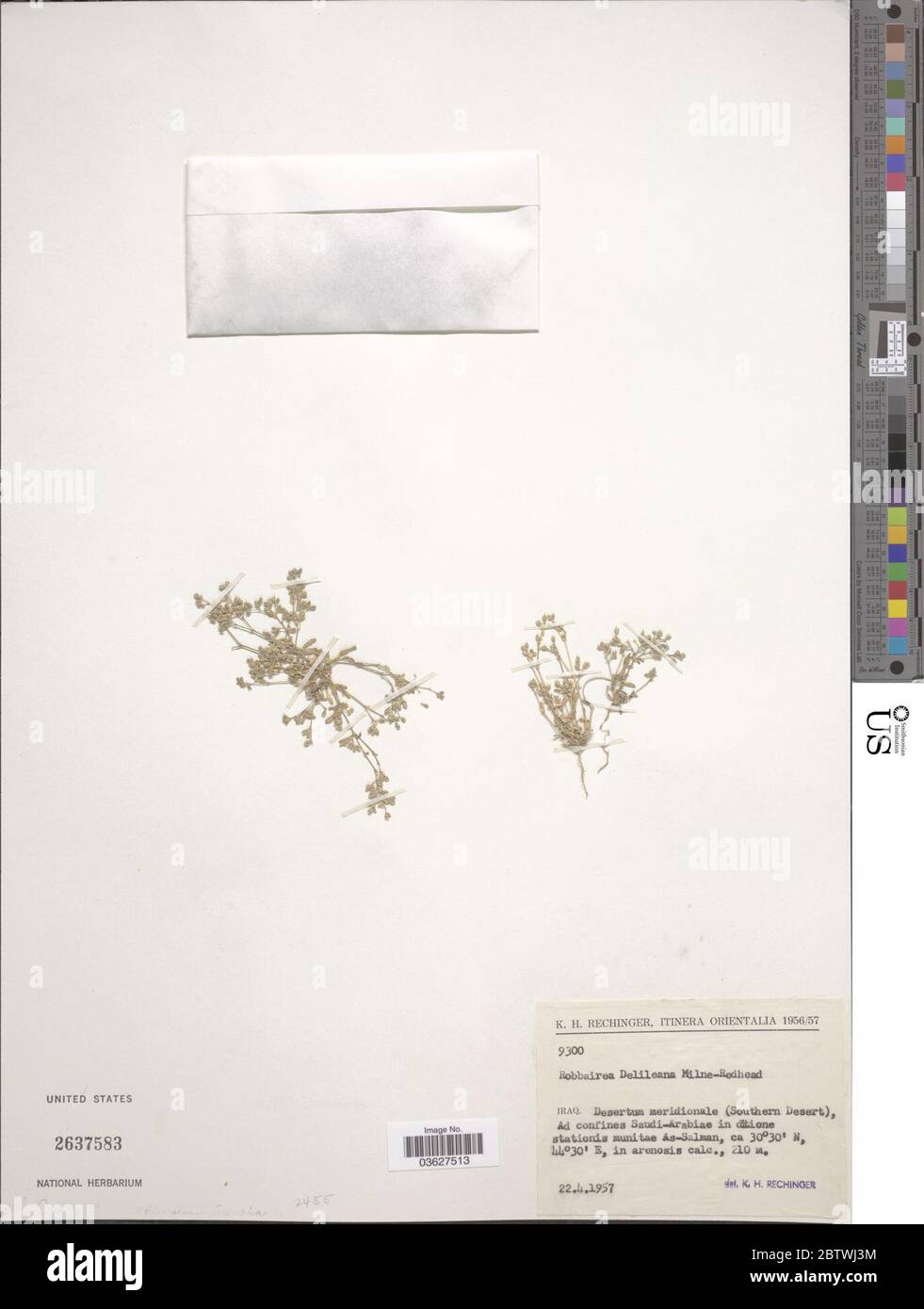 Polycarpaea hi-res stock photography and images - Alamy