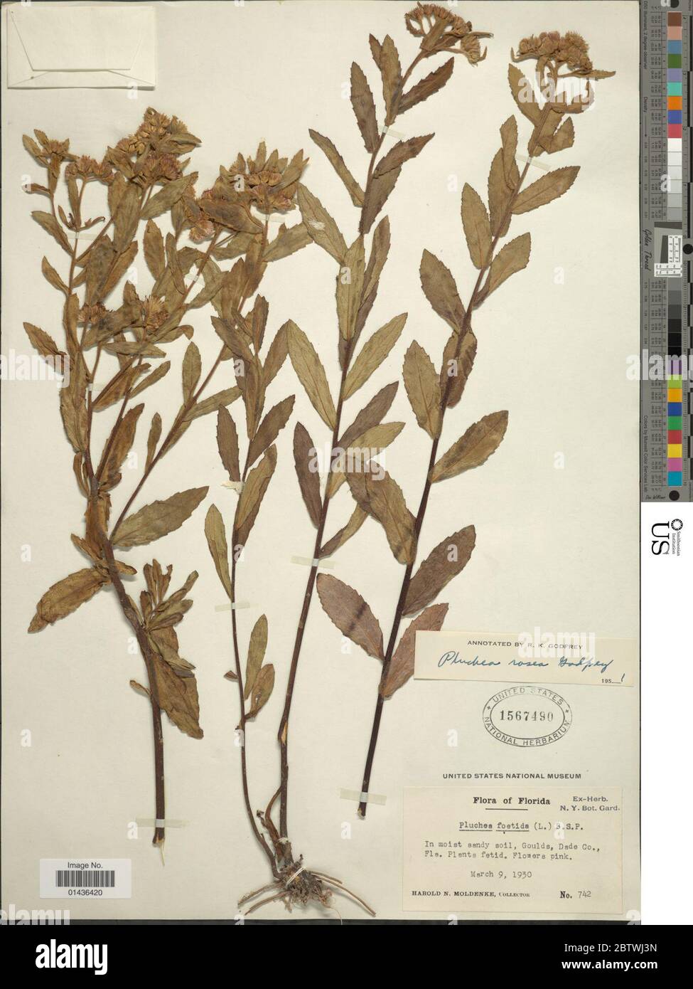 Pluchea rosea hi-res stock photography and images - Alamy