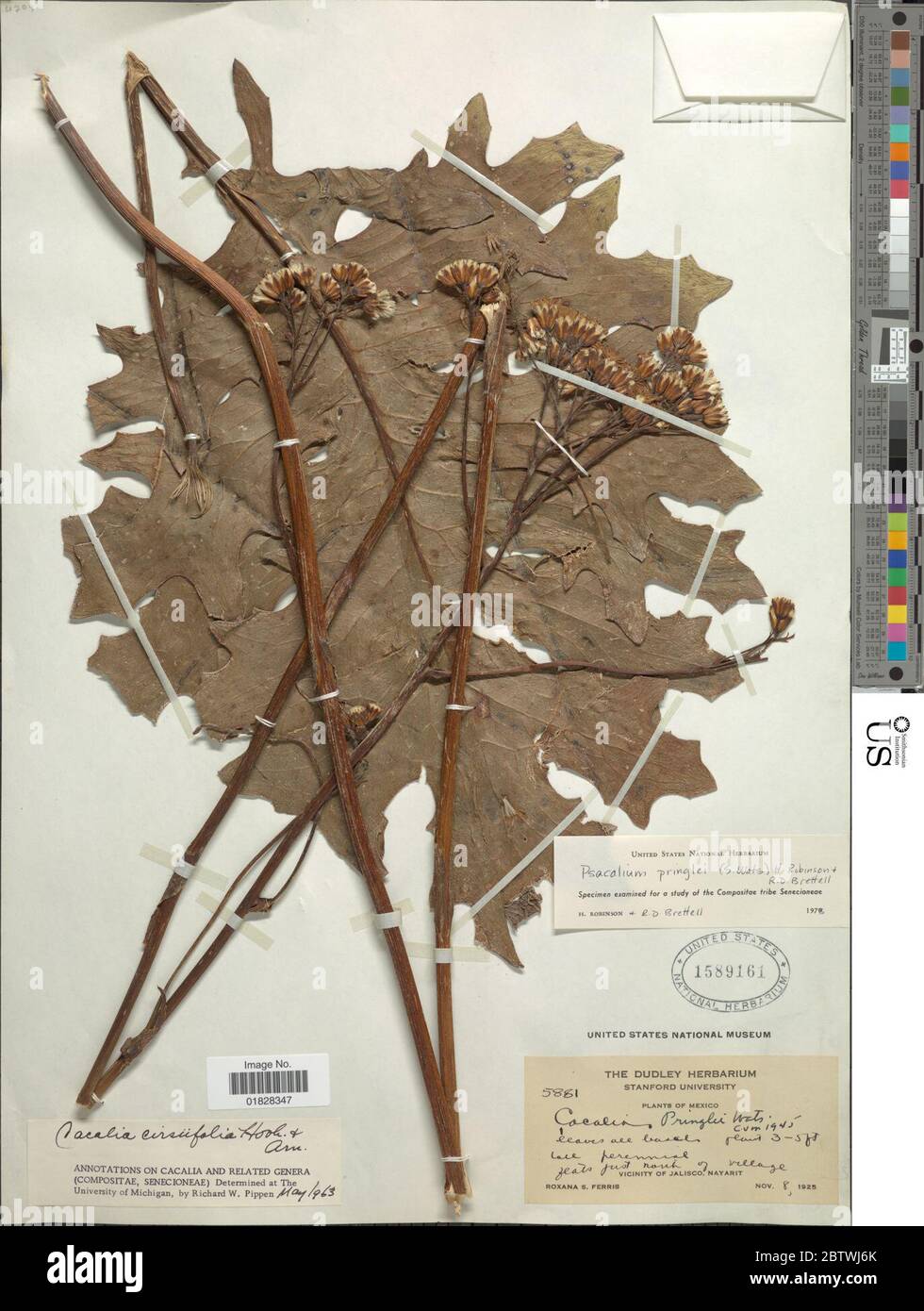 Psacalium pringlei S Watson H Rob Brettell Stock Photo - Alamy