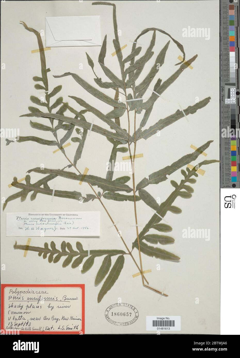 Pteris ensiformis hi-res stock photography and images - Alamy