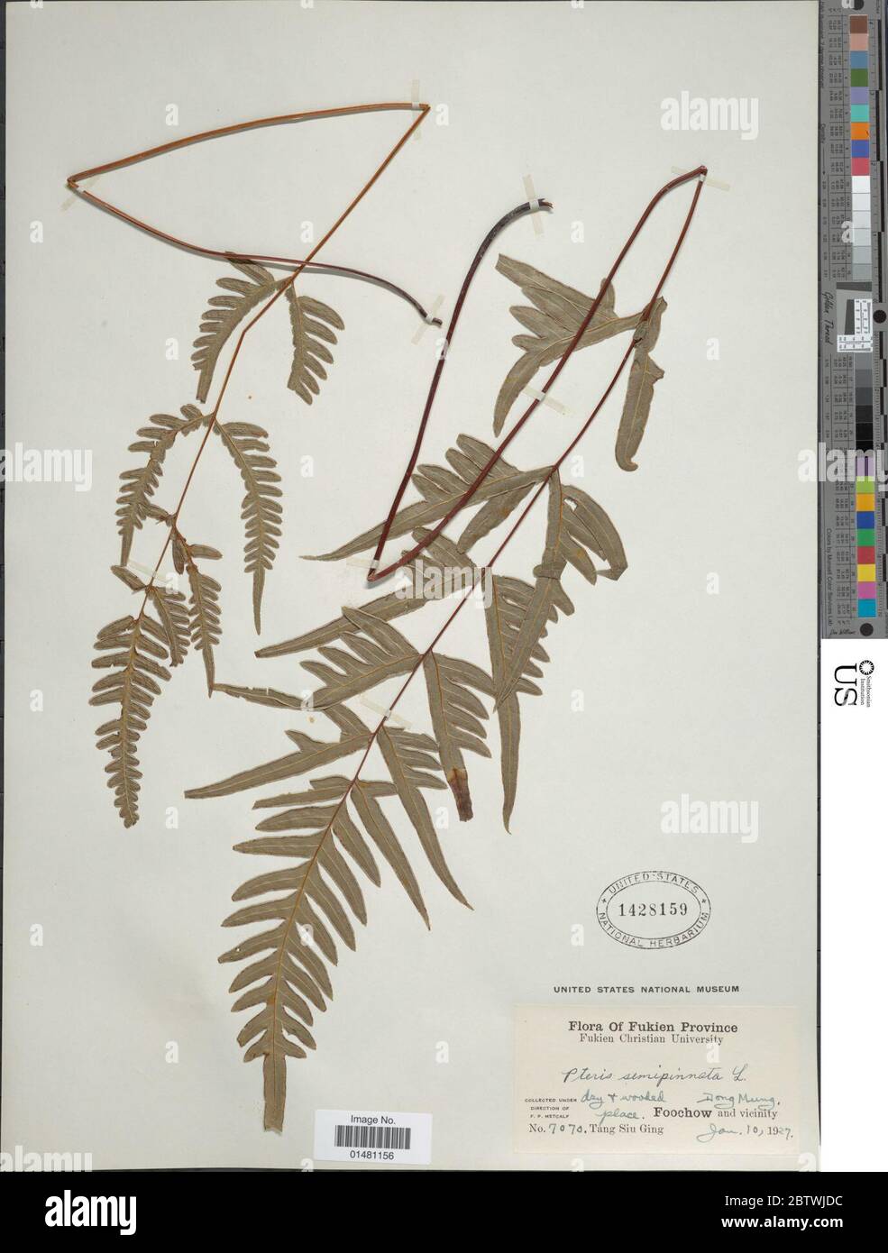 Pteris semipinnata L Stock Photo - Alamy