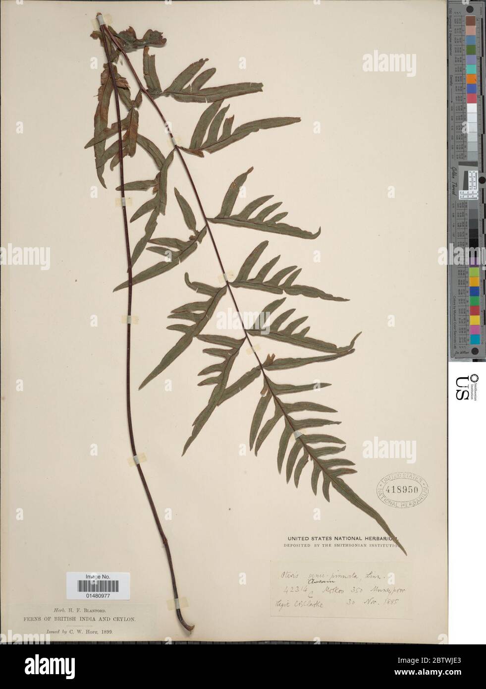 Pteris semipinnata hi-res stock photography and images - Alamy