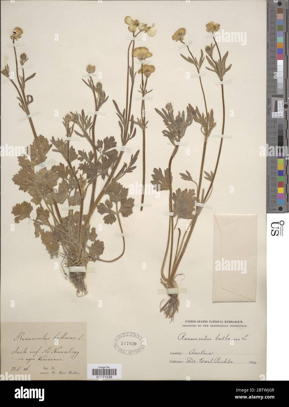 Ranunculus bulbosus L Stock Photo - Alamy