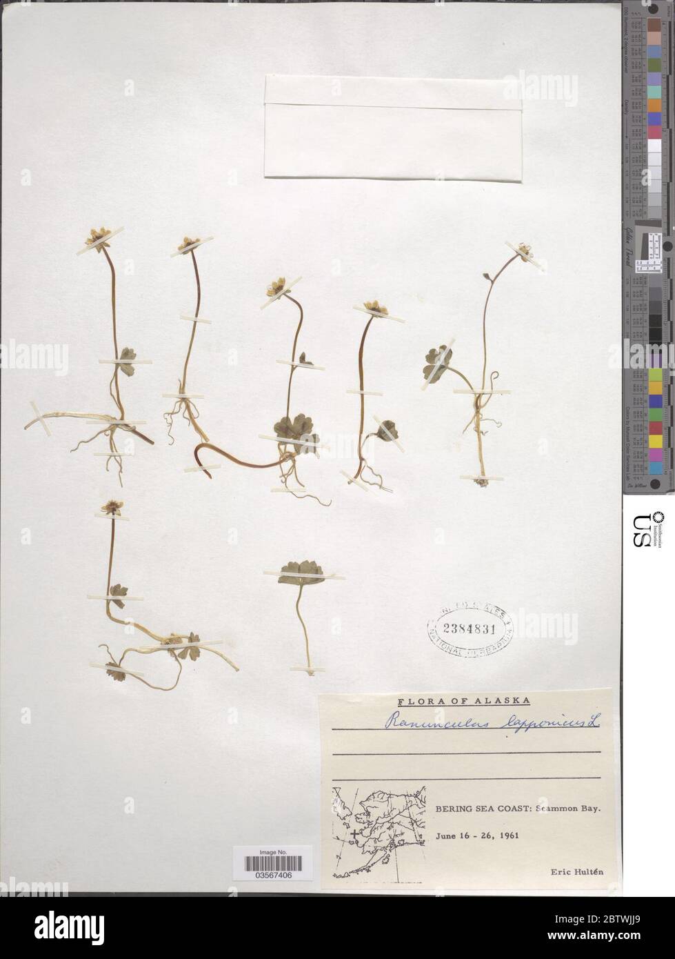Ranunculus lapponicus L Stock Photo - Alamy