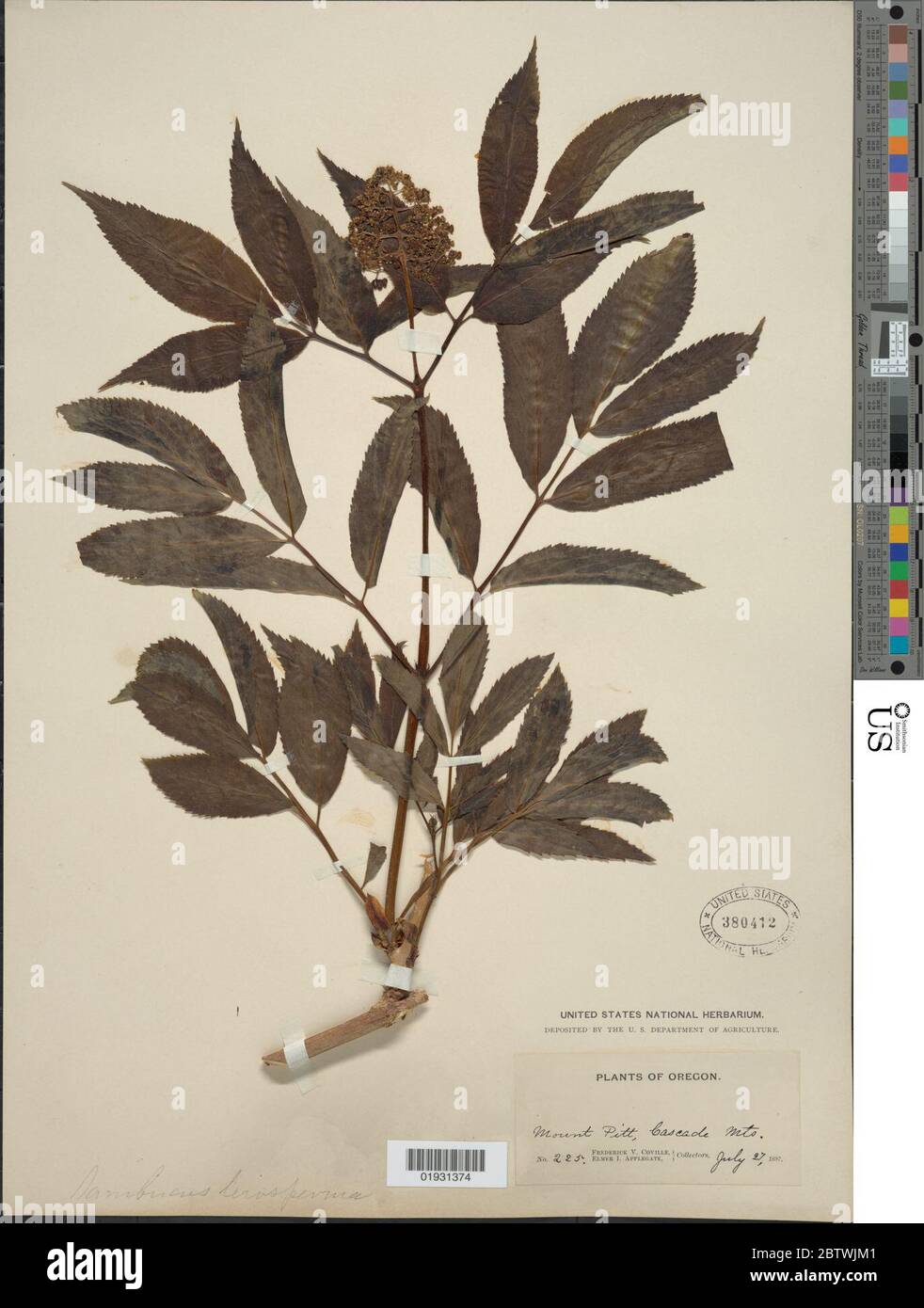 Sambucus racemosa L Stock Photo - Alamy